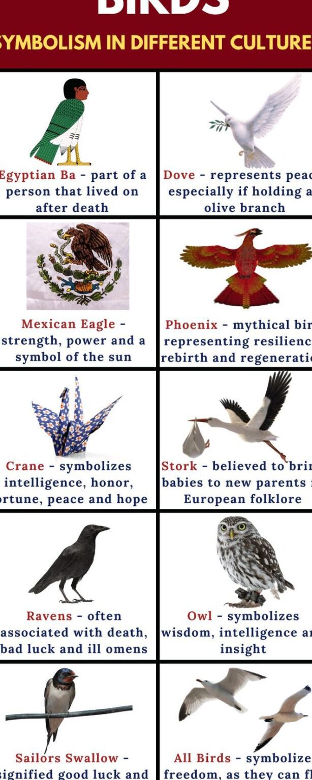The Spiritual Meaning of Birds: Unlocking the Wisdom and Symbolism