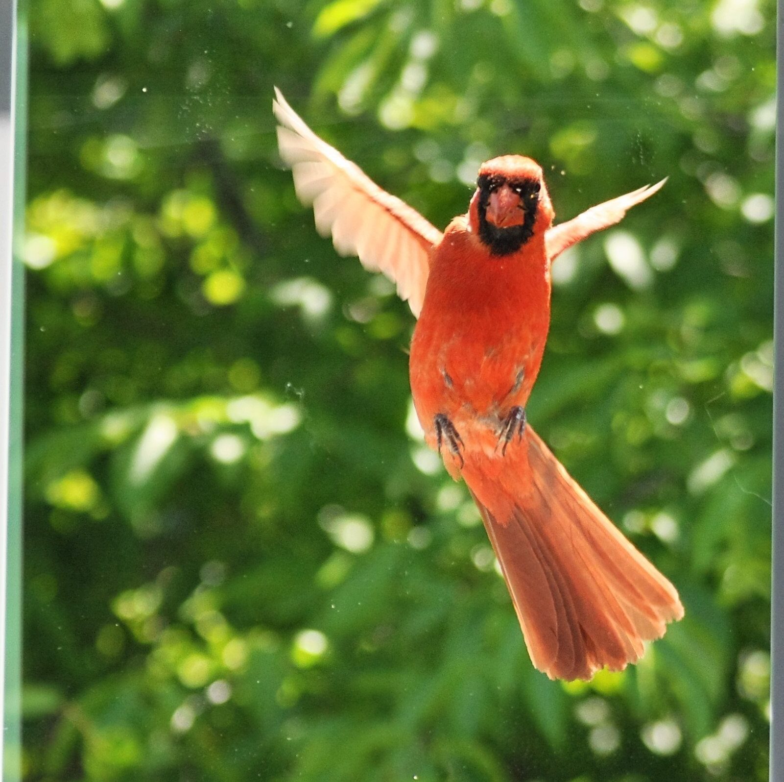 The Profound Spiritual Meaning of Cardinal Tapping on Window: A Soulful ...