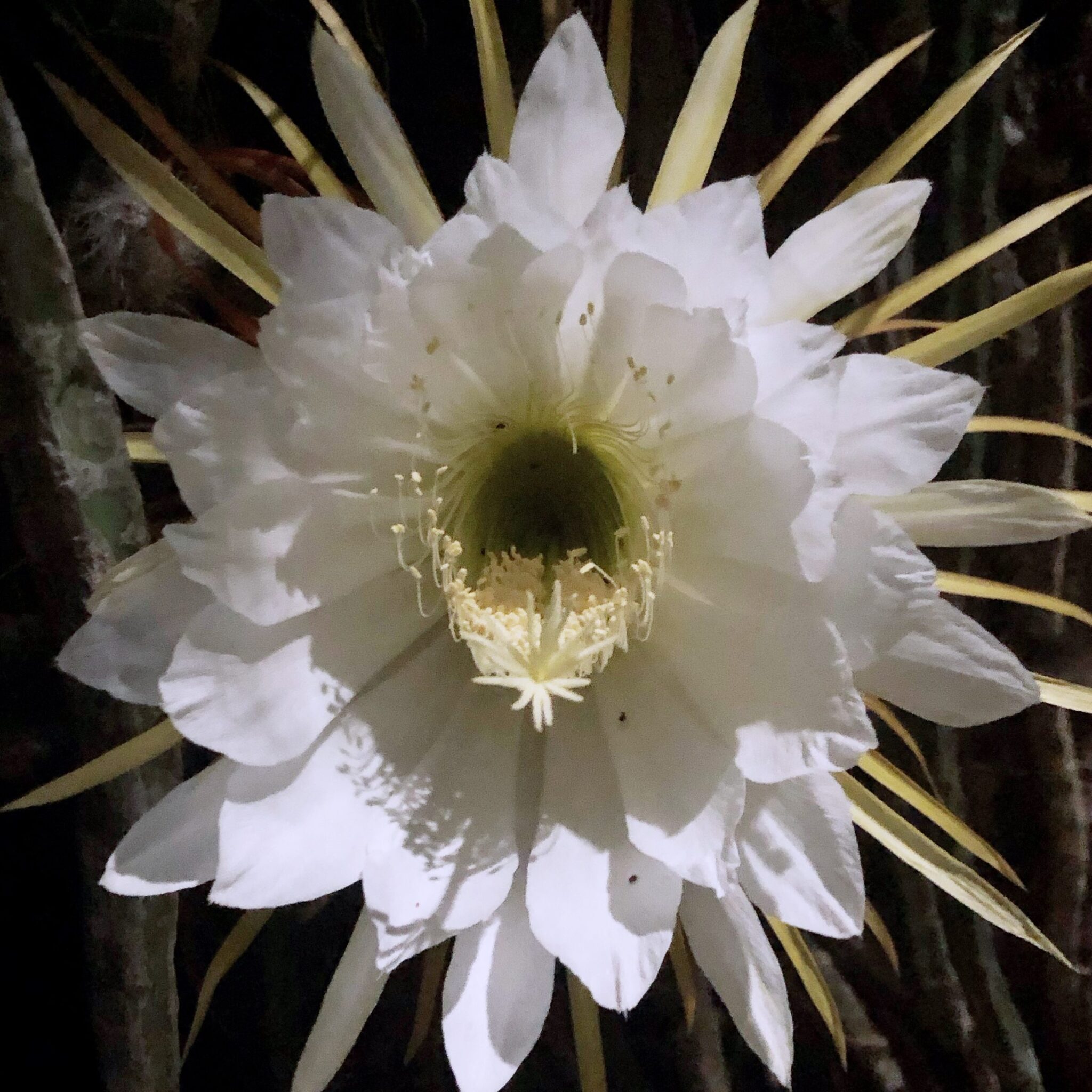 The Mystical Essence Unveiled: Exploring the Spiritual Meaning of Night ...