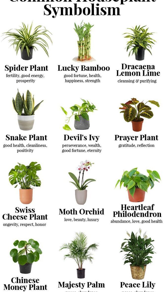 Unlocking the Sacred: Discover the Spiritual Meaning of Plants