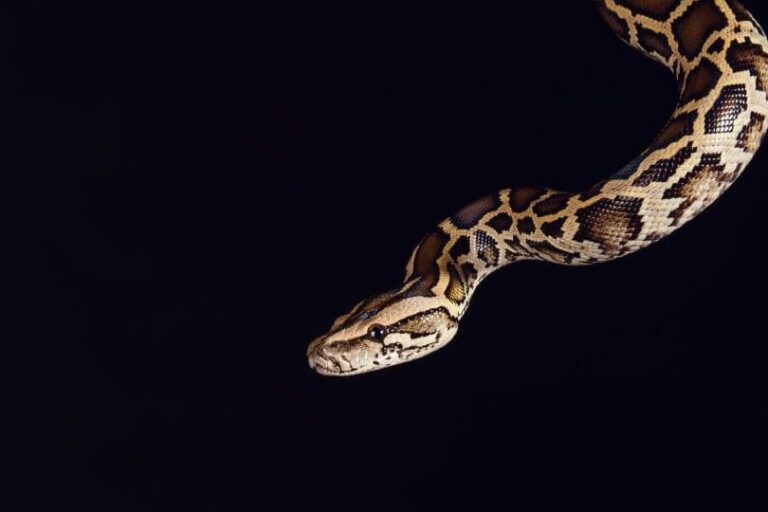 The Spiritual Meaning of Python: Unraveling the Symbolism and Significance