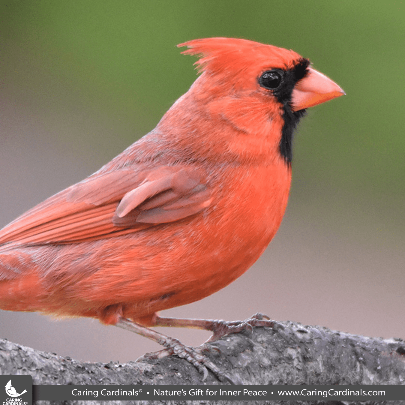 The Spiritual Meaning of the Red Cardinal: Unveiling the Symbolism of Love