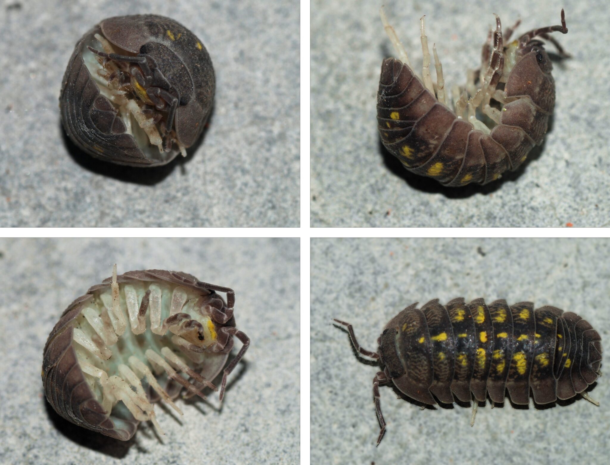 The Spiritual Meaning of Roly Poly: Unraveling the Divine Significance ...