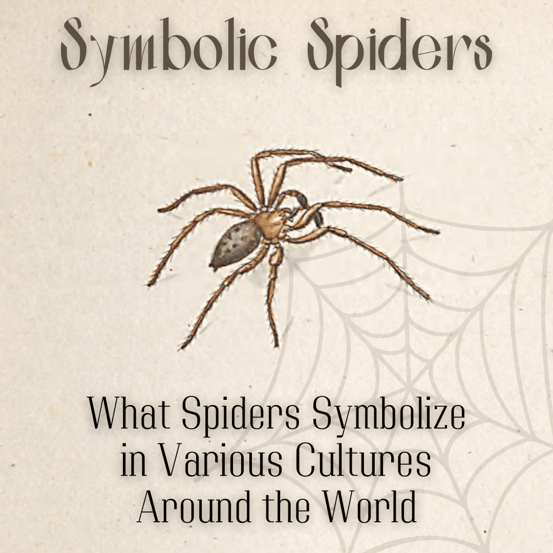 The Spiritual Meaning of Seeing Spiders: Unveiling the Symbolism and ...