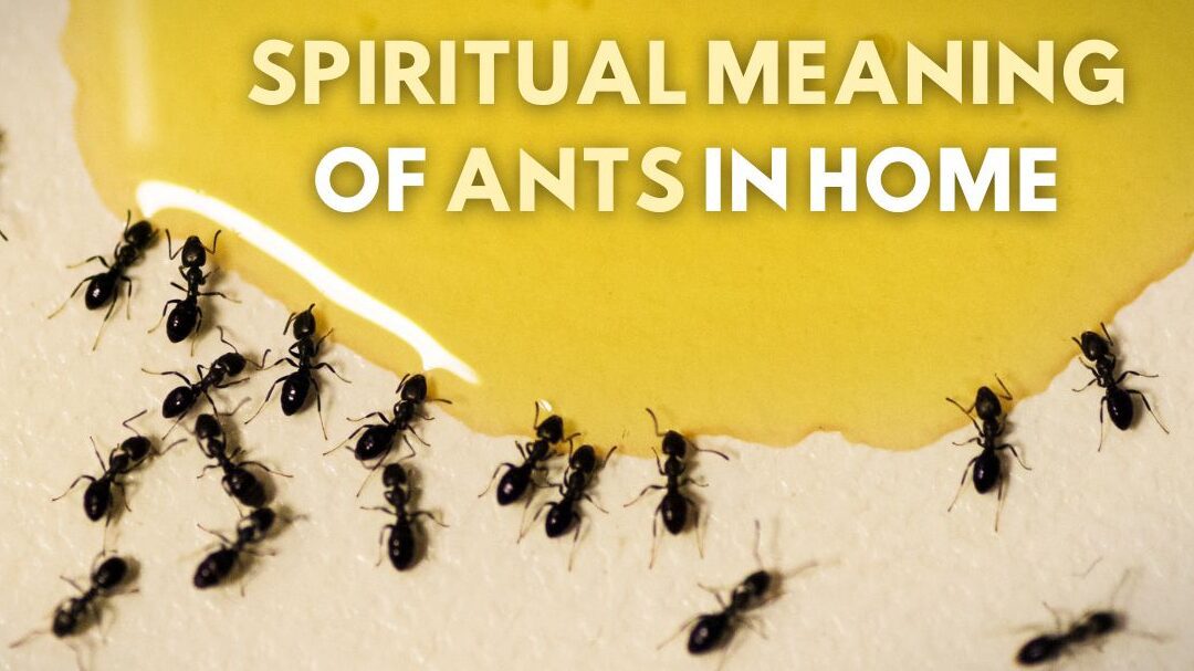 Unveiling the Spiritual Meaning of Ants: A Symbolic Reflection of Unity ...