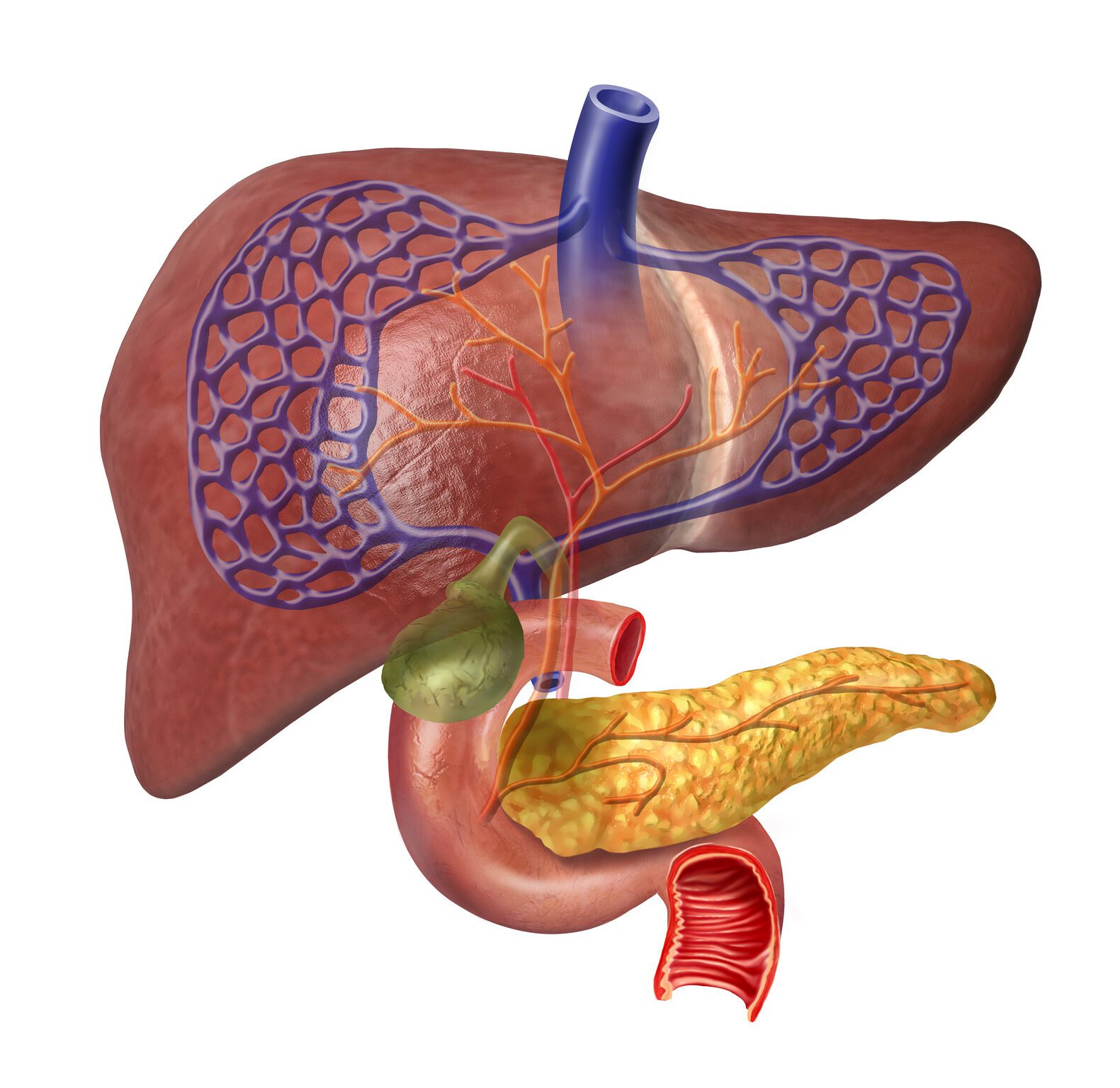 Unveiling the Spiritual Meaning of the Gallbladder: An In-Depth Exploration