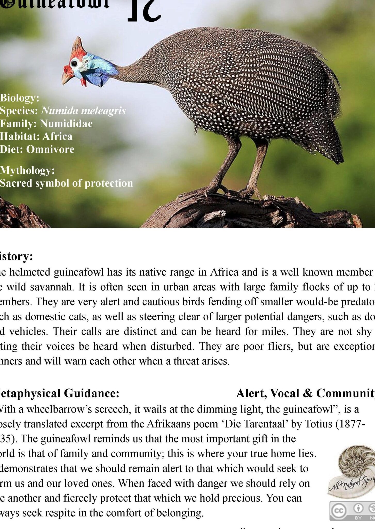 Unveiling the Spiritual Meaning of Guinea Fowl: A Guide to Unlocking ...
