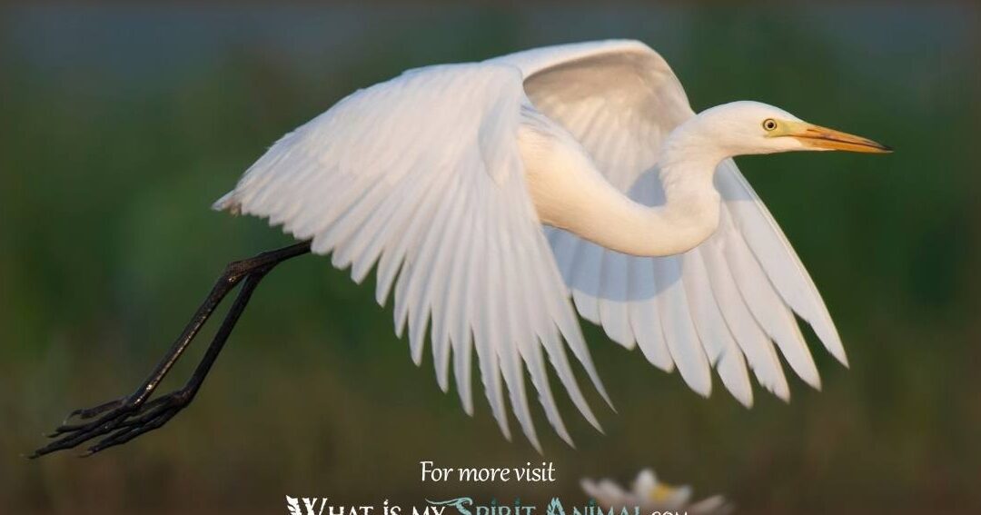 The Spiritual Meaning of Egret: Connecting with Divine Symbolism