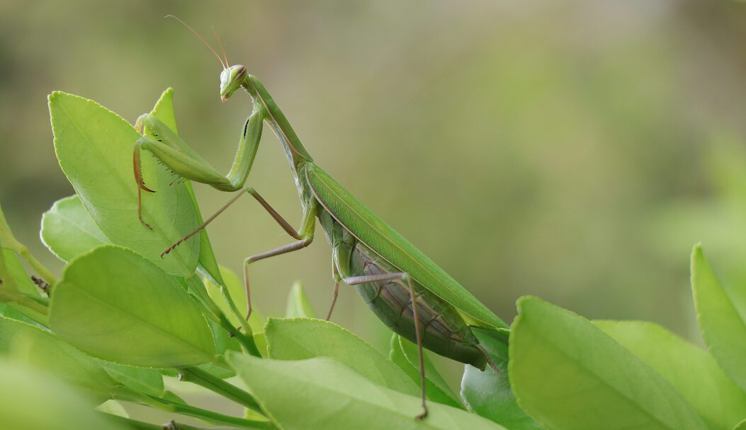 Exploring the Spiritual Meaning of the Green Praying Mantis: Insights ...