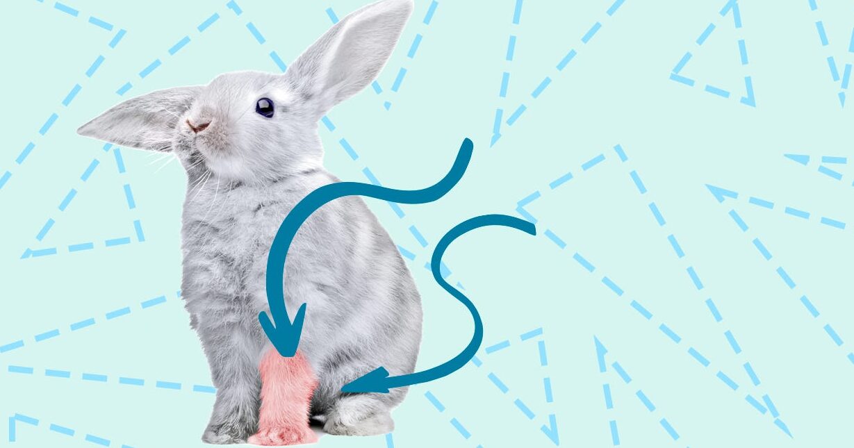 Unveiling the Spiritual Meaning of Rabbit's Foot: Exploring its ...