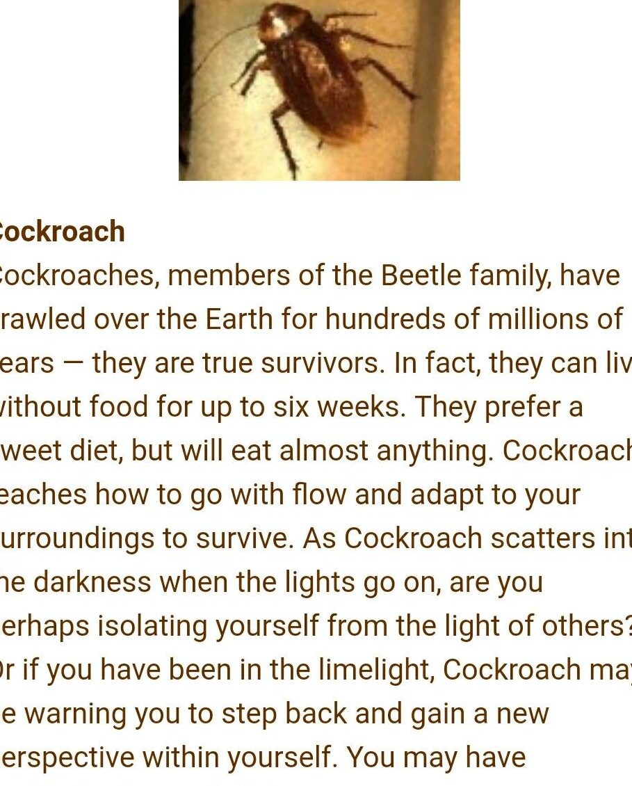 Unearthing the Spiritual Meaning of Roaches: Exploring the Symbolism ...
