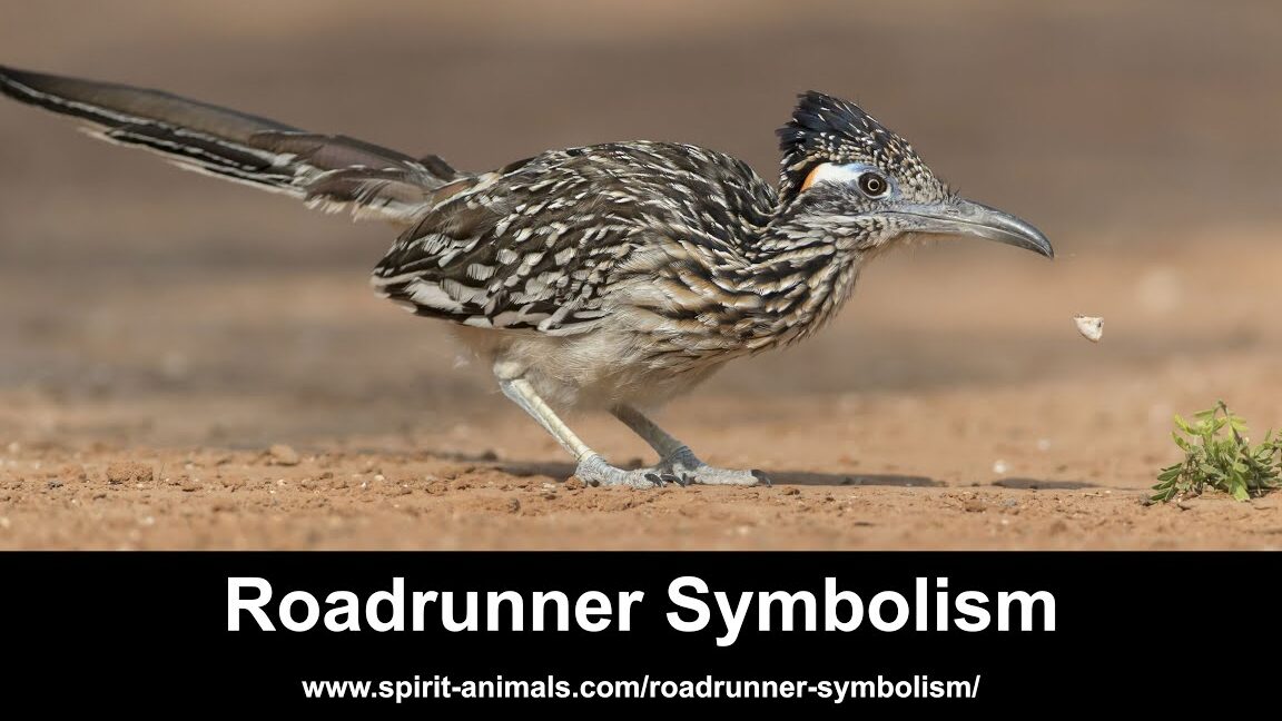 Unlocking the Spiritual Meaning of the Roadrunner: A Guide to ...