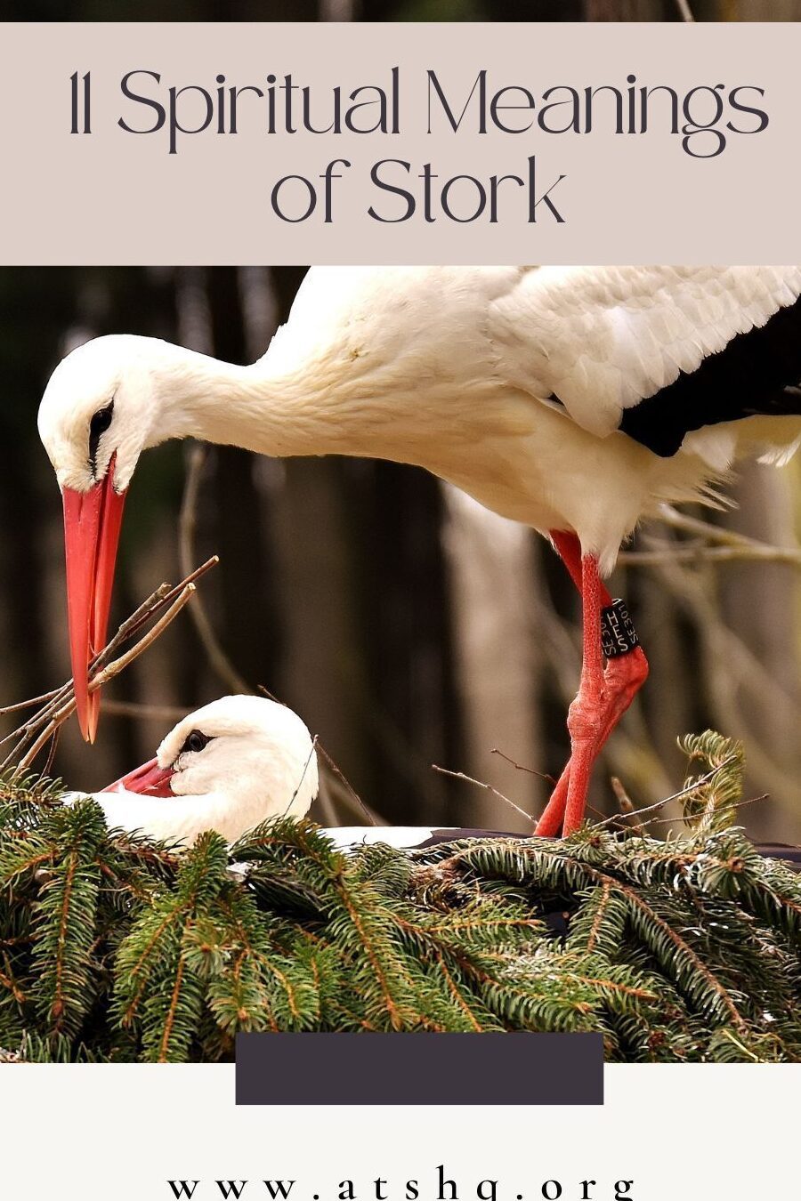 Unlocking the Spiritual Meaning of Storks: A Guide to Symbolism and ...