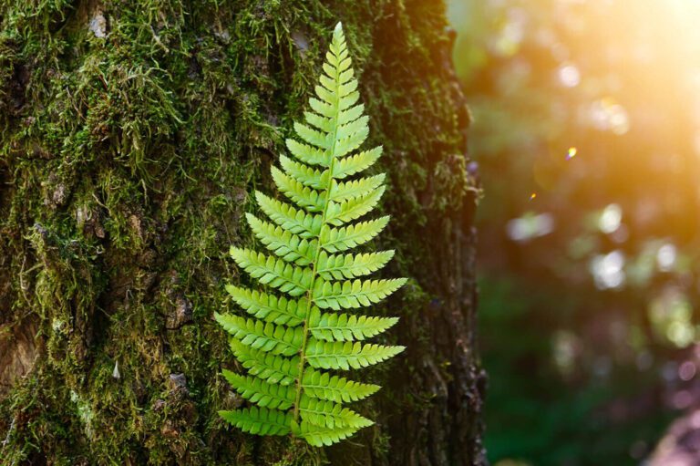 The Sacred Symbolism Unveiled: Exploring the Spiritual Meaning of Fern