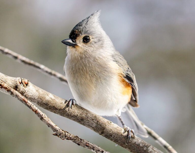 The Spiritual Meaning of the Tufted Titmouse: Exploring the Symbolism ...