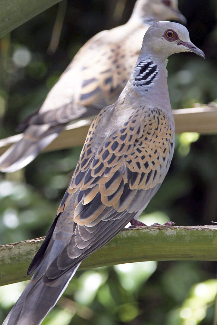 The Spiritual Meaning of the Turtle Dove: A Guiding Symbol of Love and ...