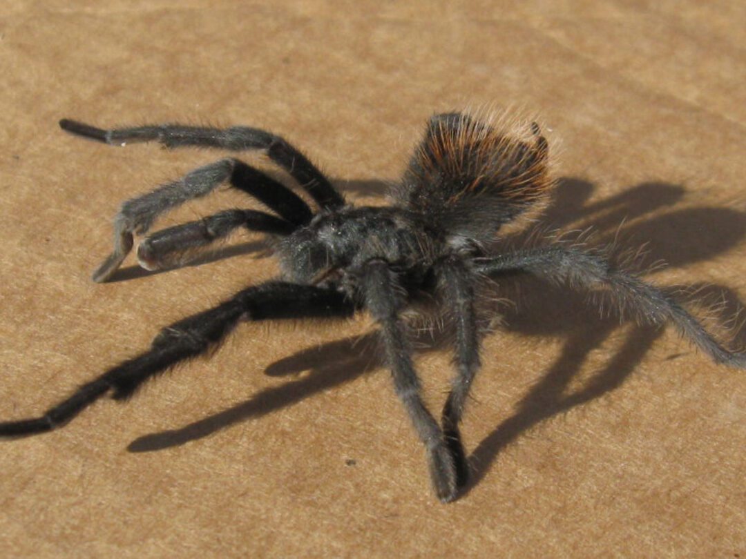 Unveiling the Spiritual Meaning of the Wolf Spider: A Guide to its ...