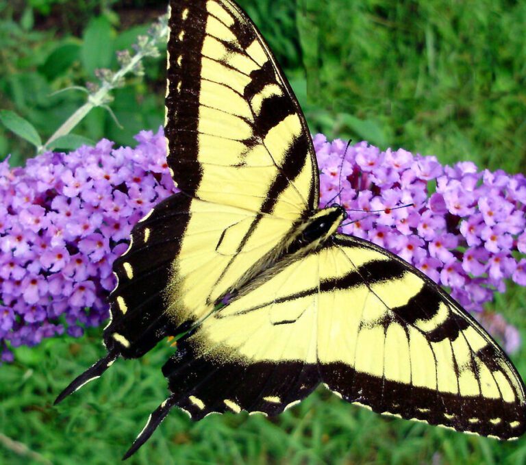 The Spiritual Meanings Behind the Yellow Monarch Butterfly: Exploring ...